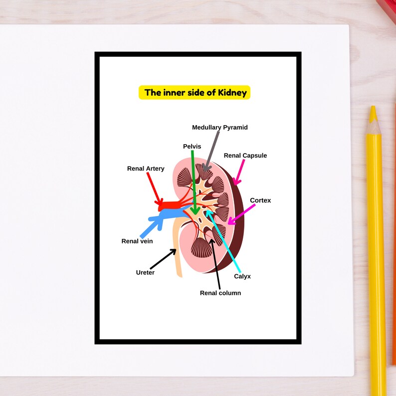 Urinary Adventures, Kid-friendly Urinary System Learning Coloring E ...