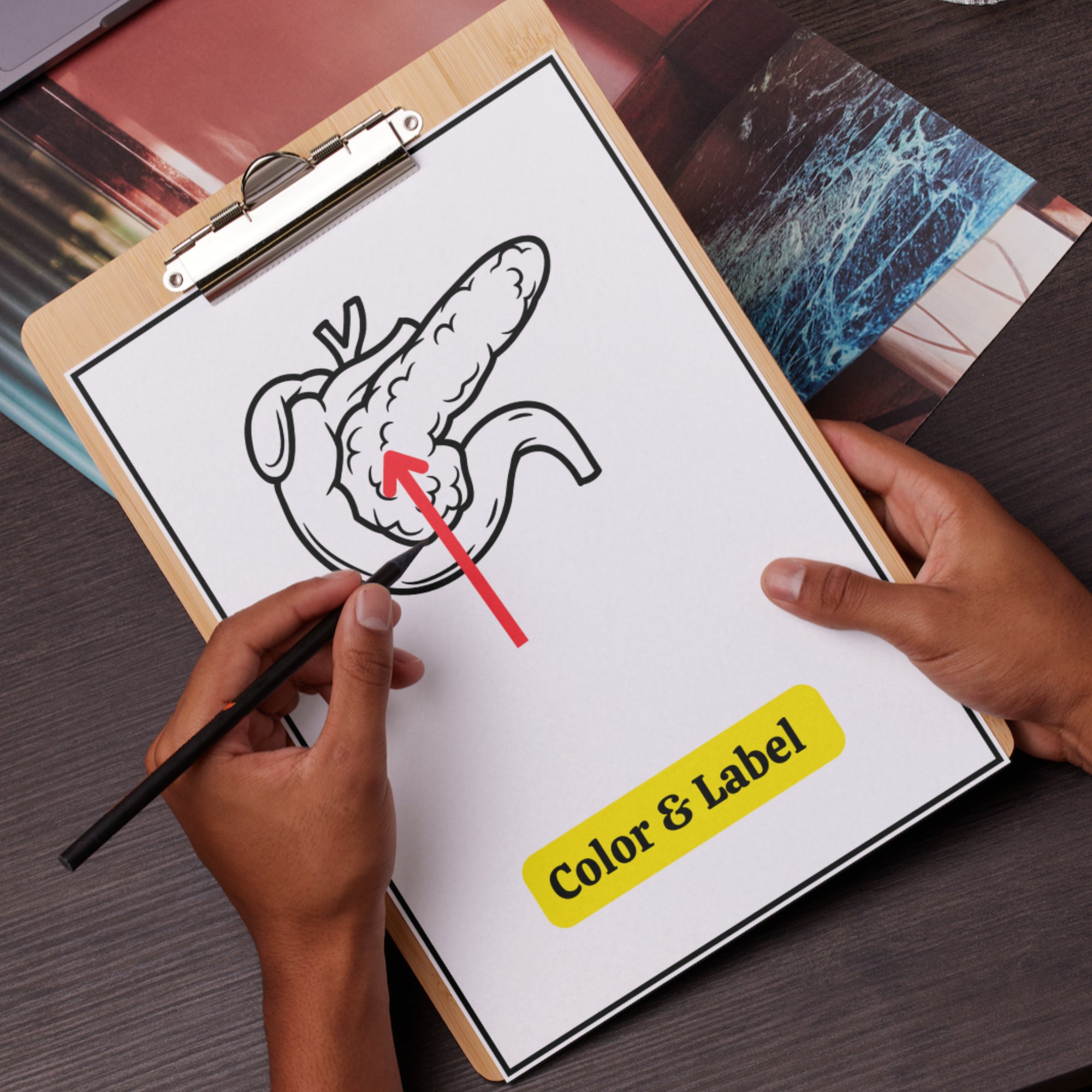 Digestive System Coloring E-book for Creative Learning - Etsy