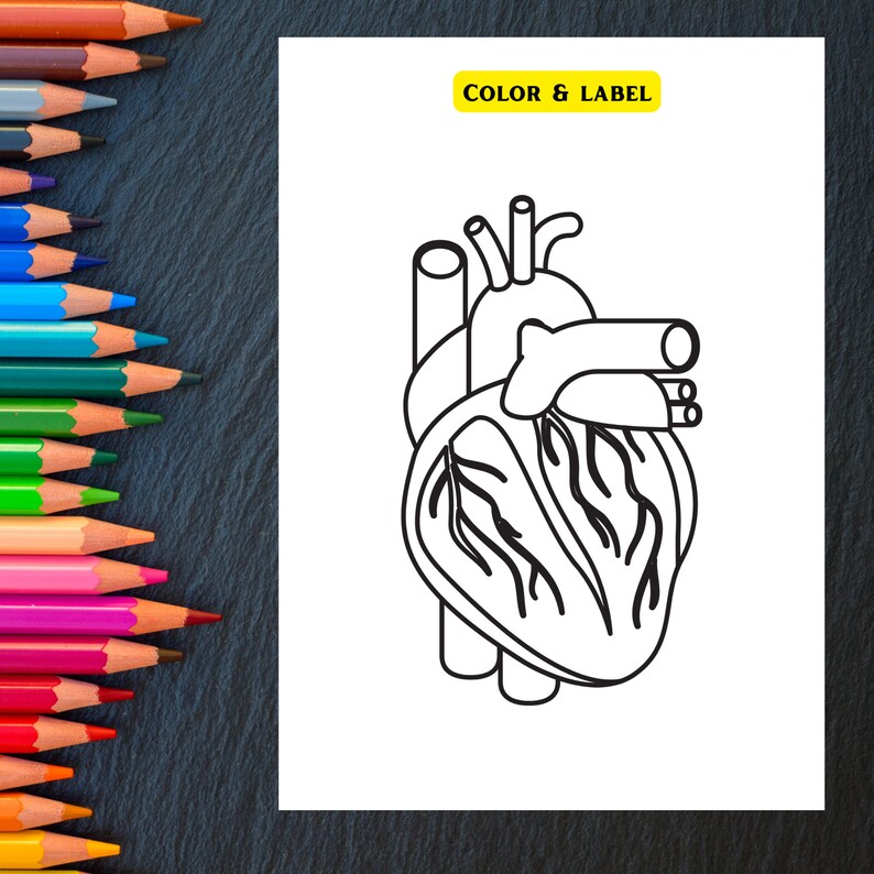 Discover & Color, Anatomy Adventures, Human Circulatory System Coloring ...