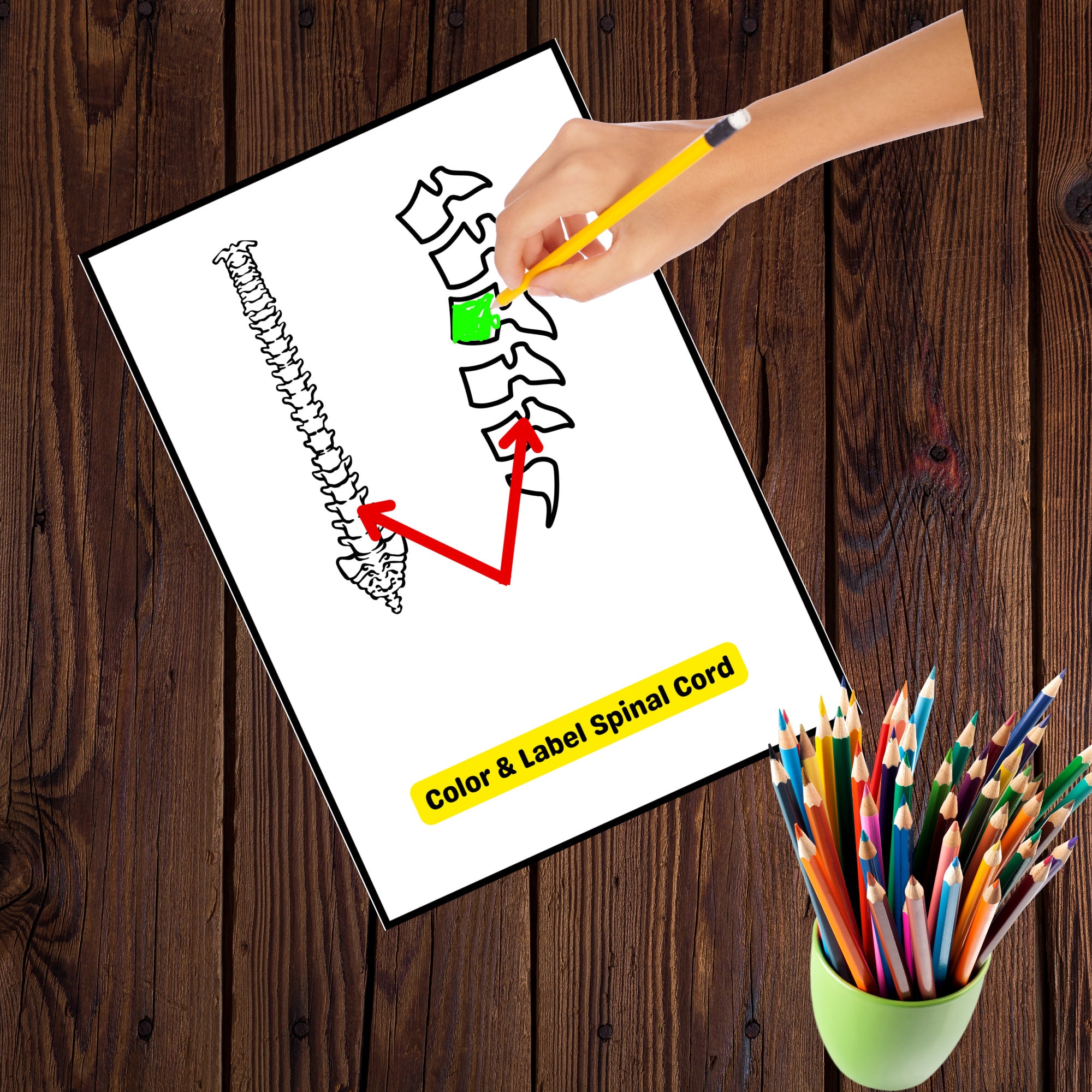 Human Nervous System Anatomy Coloring E Book for Kids Age 6-12 - Etsy