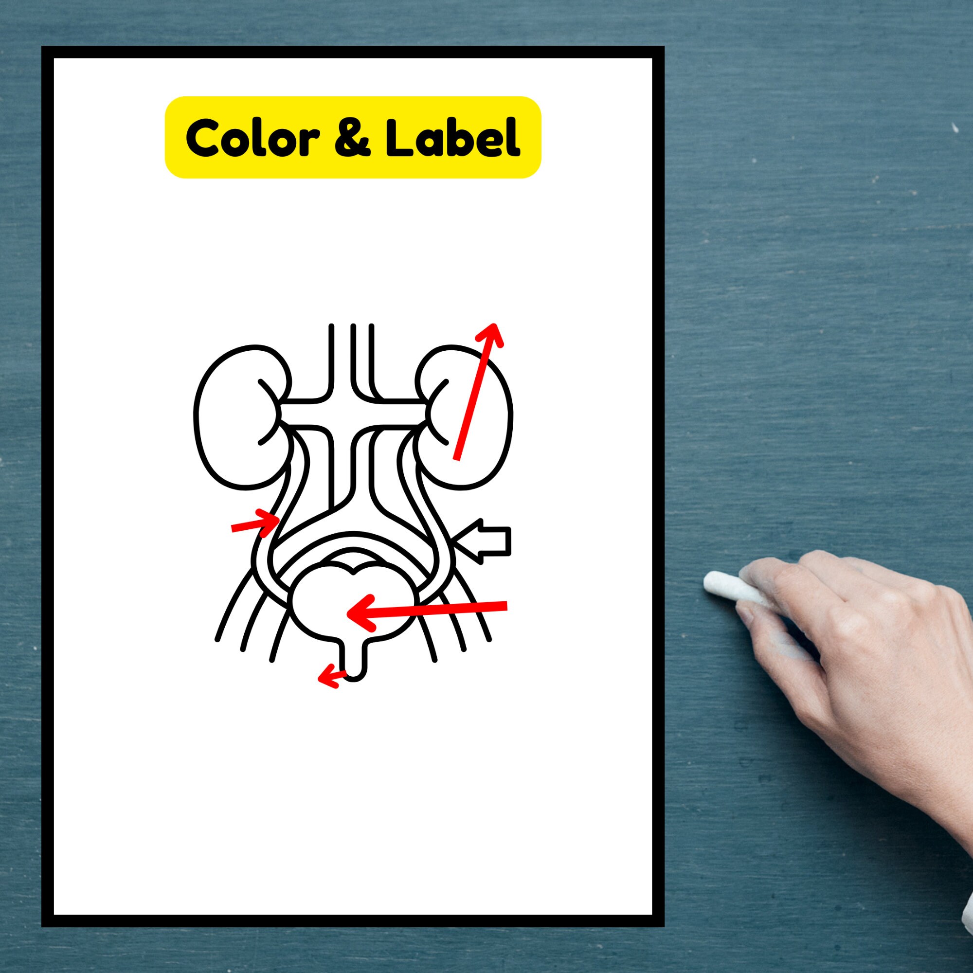 Urinary Adventures, Kid-friendly Urinary System Learning Coloring E ...