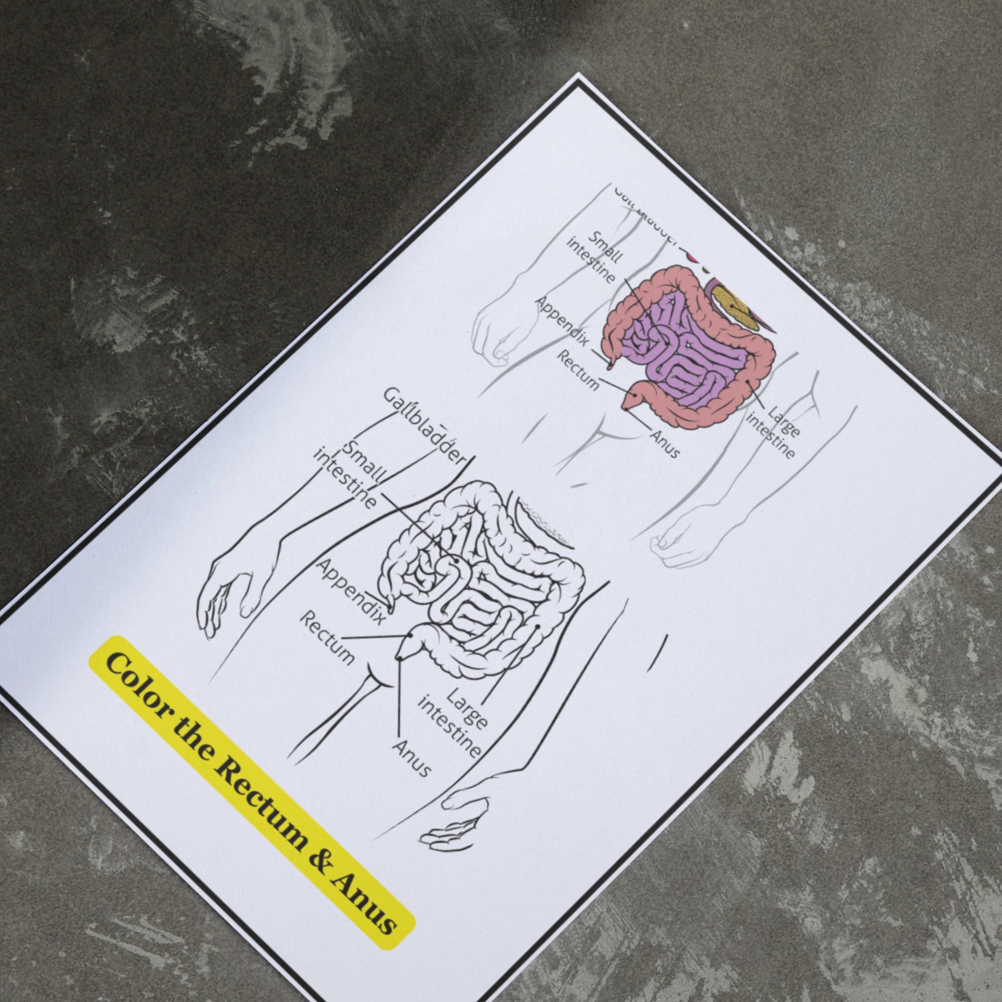 Digestive System Coloring E-book for Creative Learning - Etsy