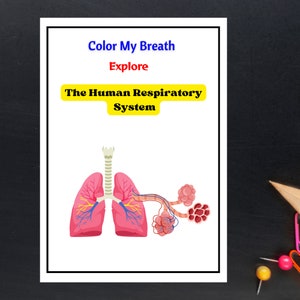 Colorful Lungs, Fun With Anatomy, Breathe, Color, Learn, Educational ...