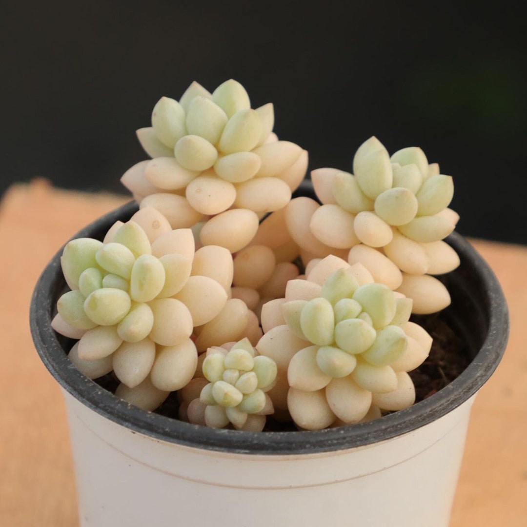 Echeveria Bubble Candy,rare Succulents Plants,succulent Garden - Etsy