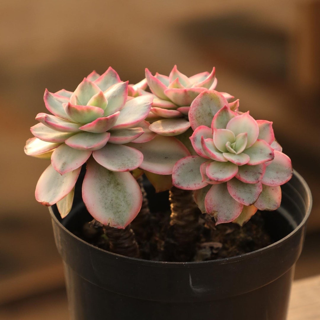 Echeveria Suyon Variegata,rare Succulents Plants,succulent Garden - Etsy