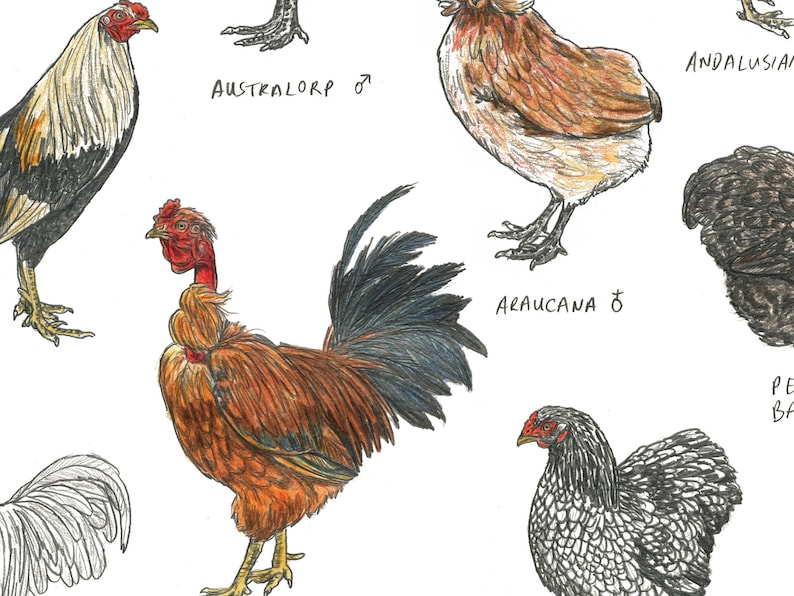 Chickens - Poultry Breeds Chart - Art Print - Etsy