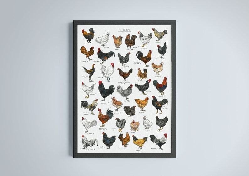 Chickens - Poultry Breeds Chart - Art Print - Etsy