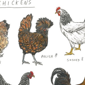 Chickens - Poultry Breeds Chart - Art Print - Etsy Canada
