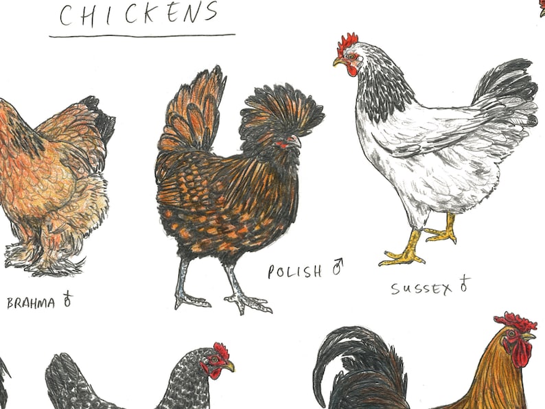 Chickens - Poultry Breeds Chart - Art Print - Etsy