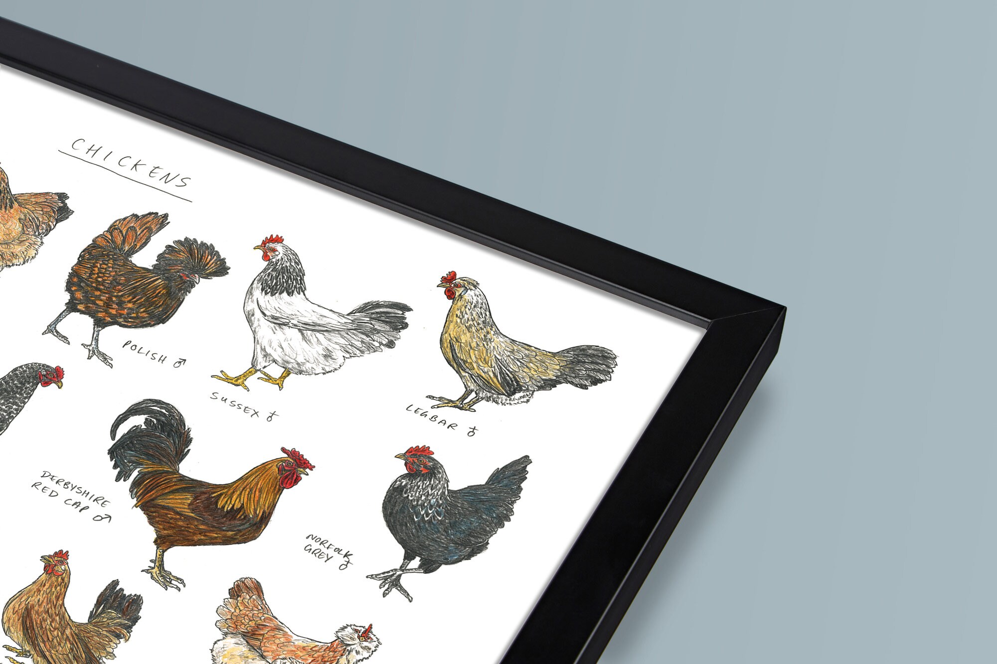 Chickens - Poultry Breeds Chart - Art Print - Etsy