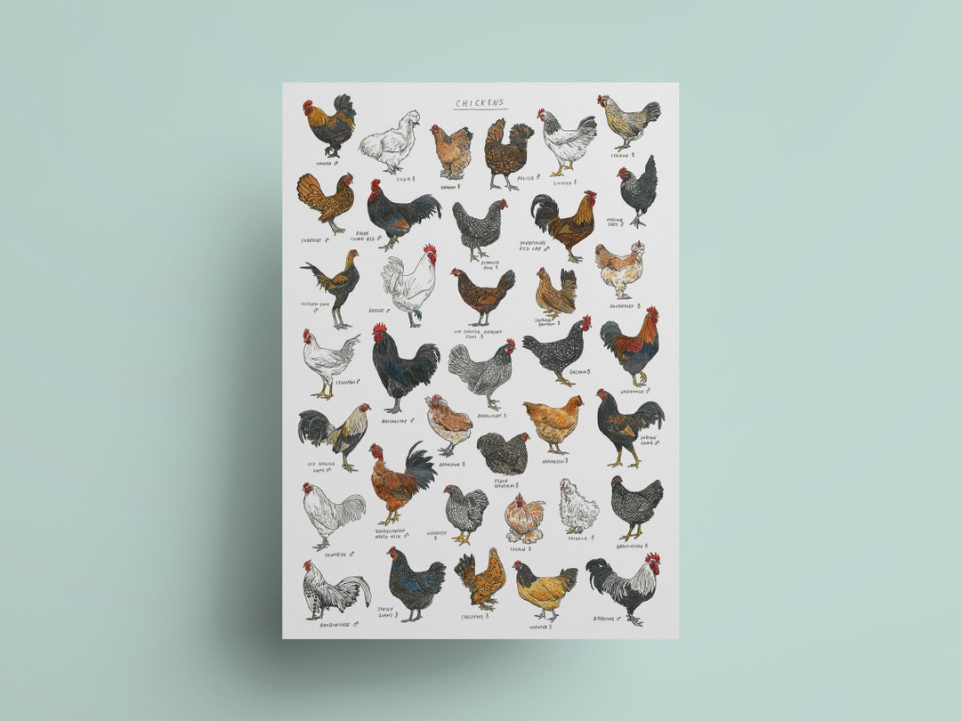 Chickens - Poultry Breeds Chart - Art Print - Etsy