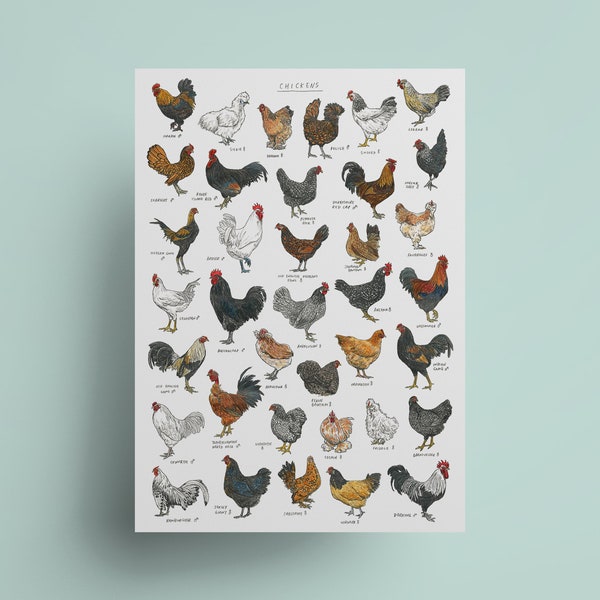 Chicken Breeds Poster - Etsy