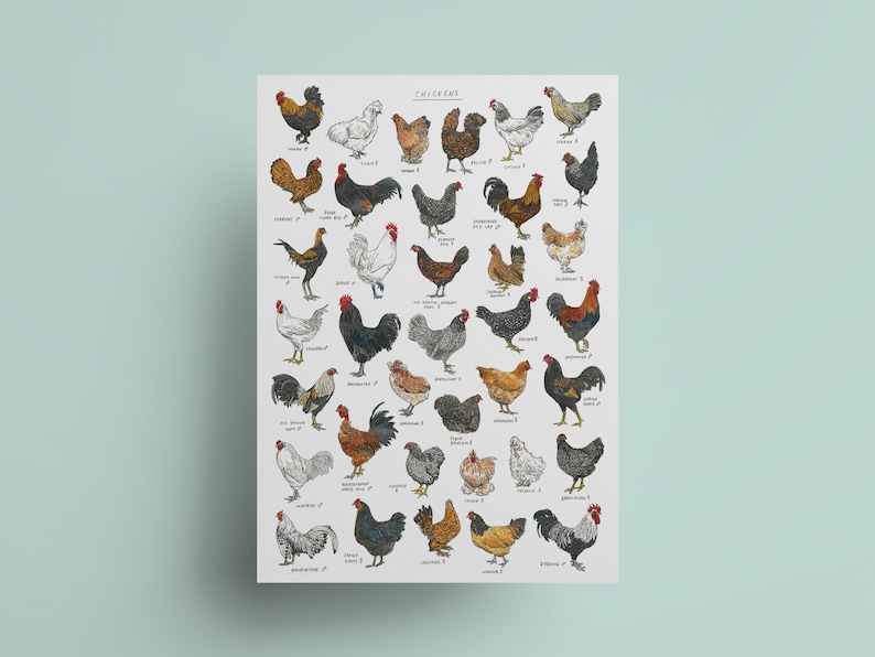 Chickens - Poultry Breeds Chart - Art Print - Etsy