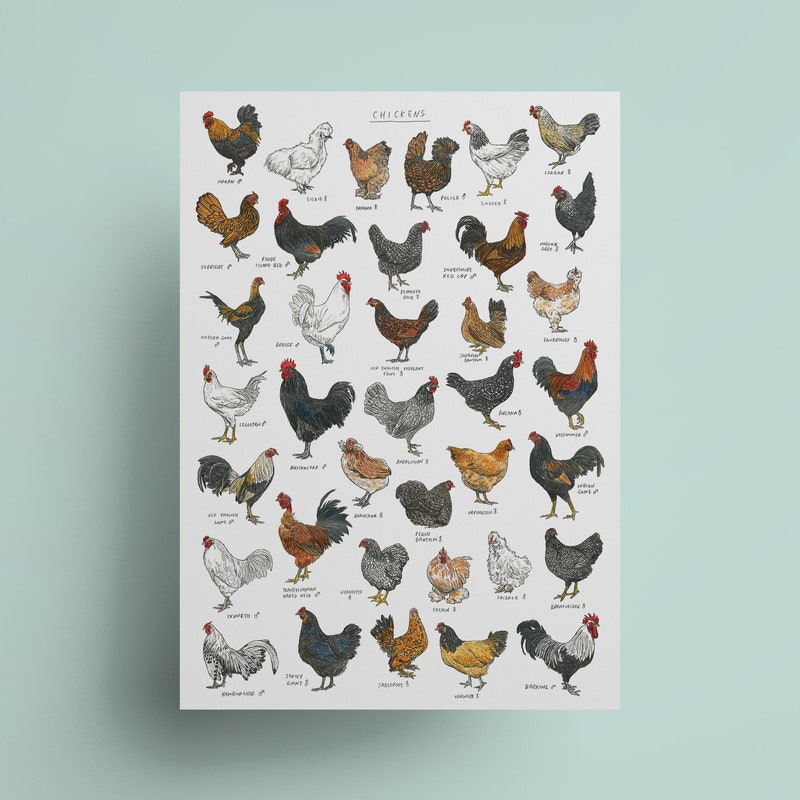 Chicken Poster - Etsy