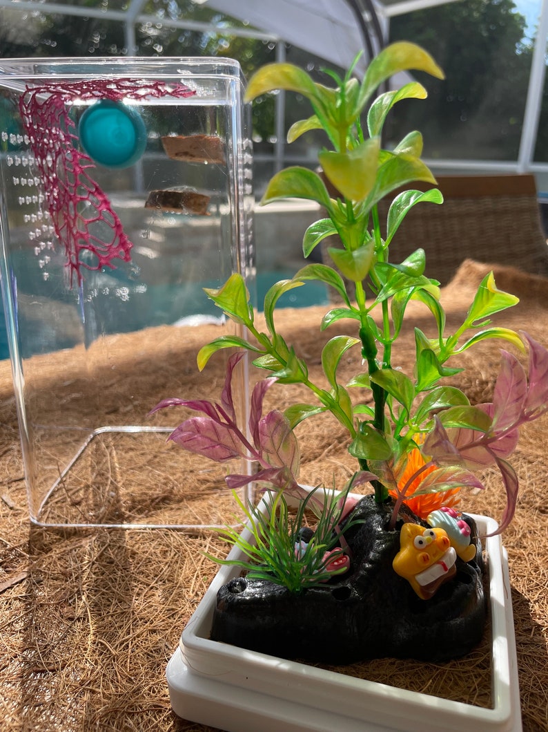 Natural Sea Inspired Jumping Spider Enclosure 3x3x8 Spood Home. - Etsy