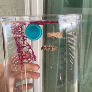 Natural Sea Inspired Jumping Spider Enclosure 3x3x8 Spood Home. - Etsy