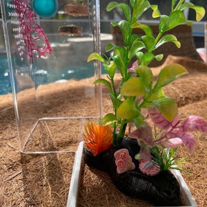 Natural Sea Inspired Jumping Spider Enclosure 3x3x8 Spood Home. - Etsy