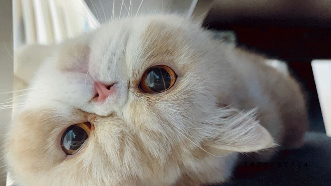 Cat Picture Upside Down Angle - Etsy