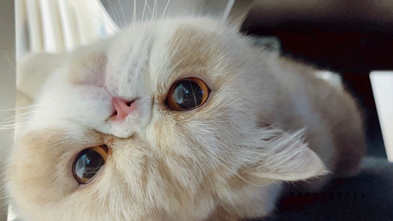 Cat Picture Upside Down Angle - Etsy