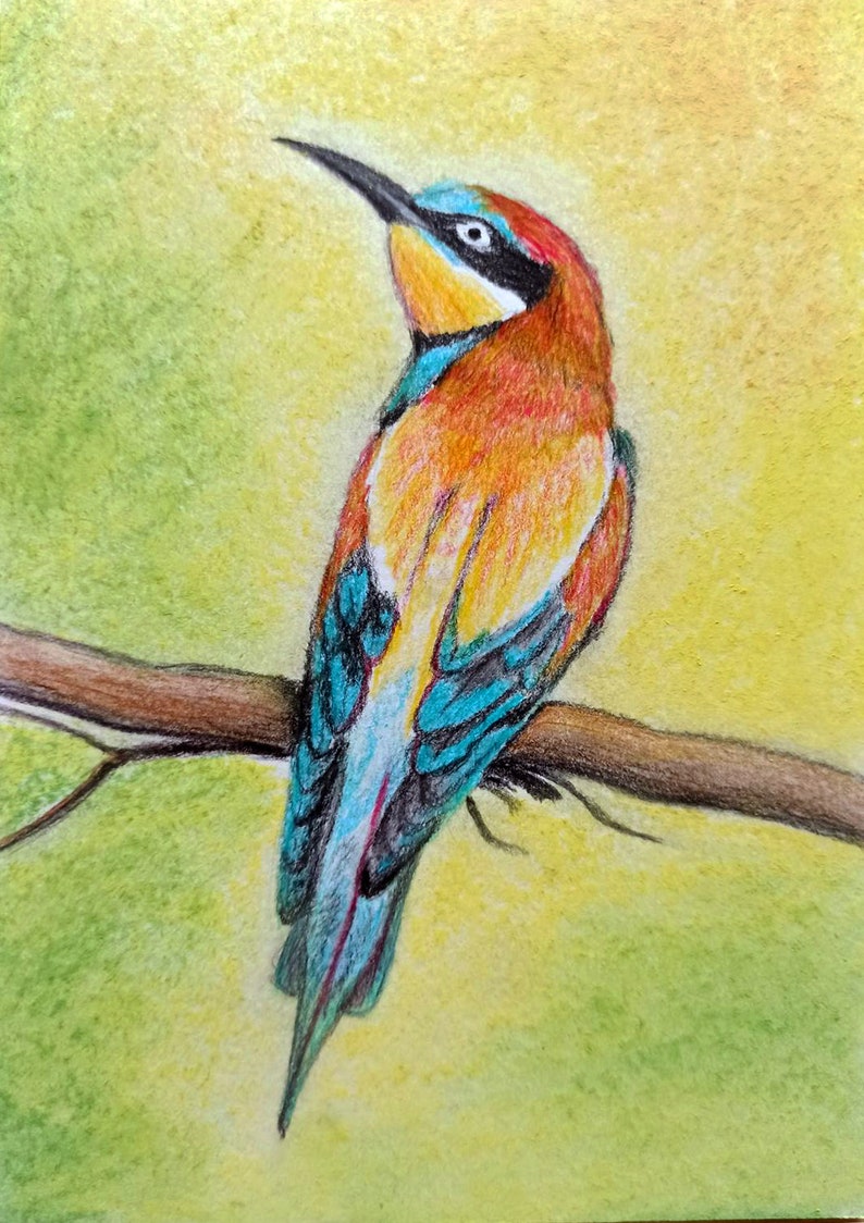 Portrait of Peacock, Custom Bird Portrait From Photo, Realistic Hand ...