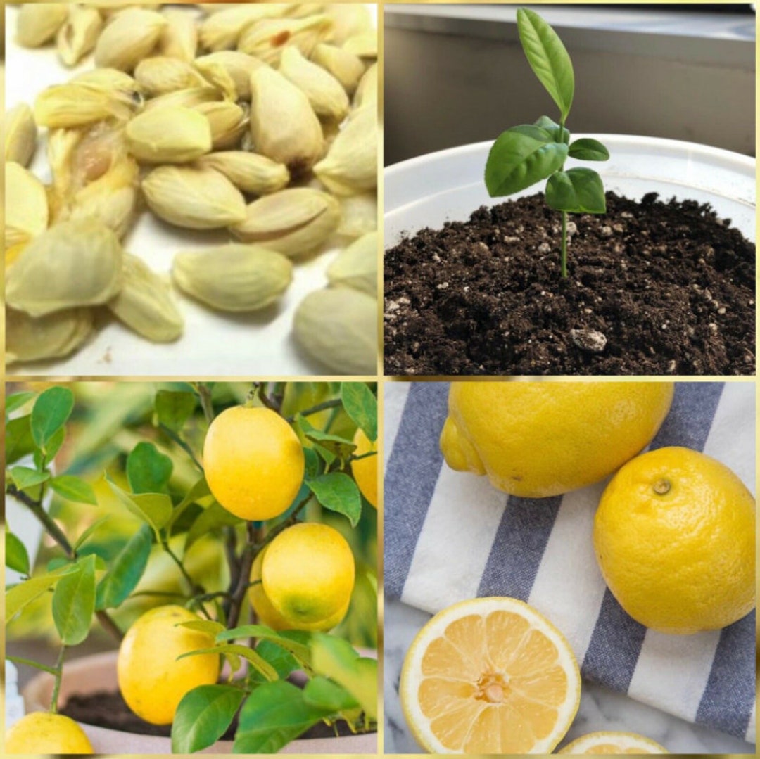 10 Organic Lemon Tree Seeds lemon Seeds Dwarf Eureka,non GMO Seeds,organic Seeds, Heirloom Seeds ...