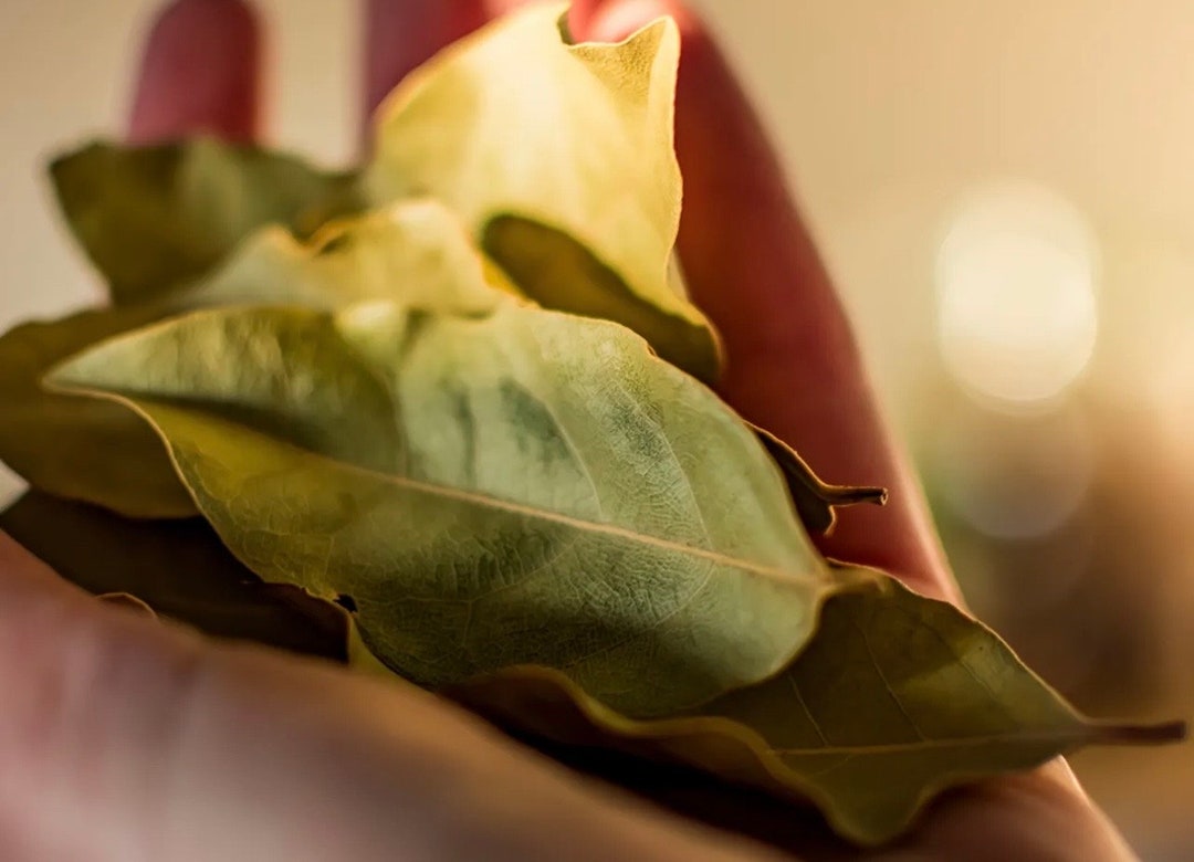 BAY LEAF SPELL// Bay Leaf Ritual// Attract Money, Love, Romance - Etsy