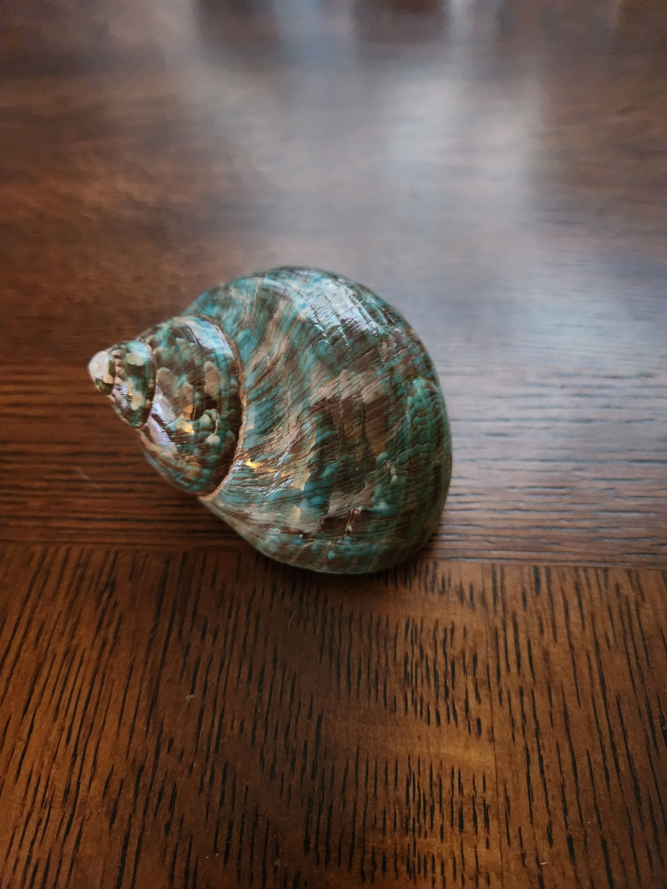 Large Jade Turbo Shell - Etsy