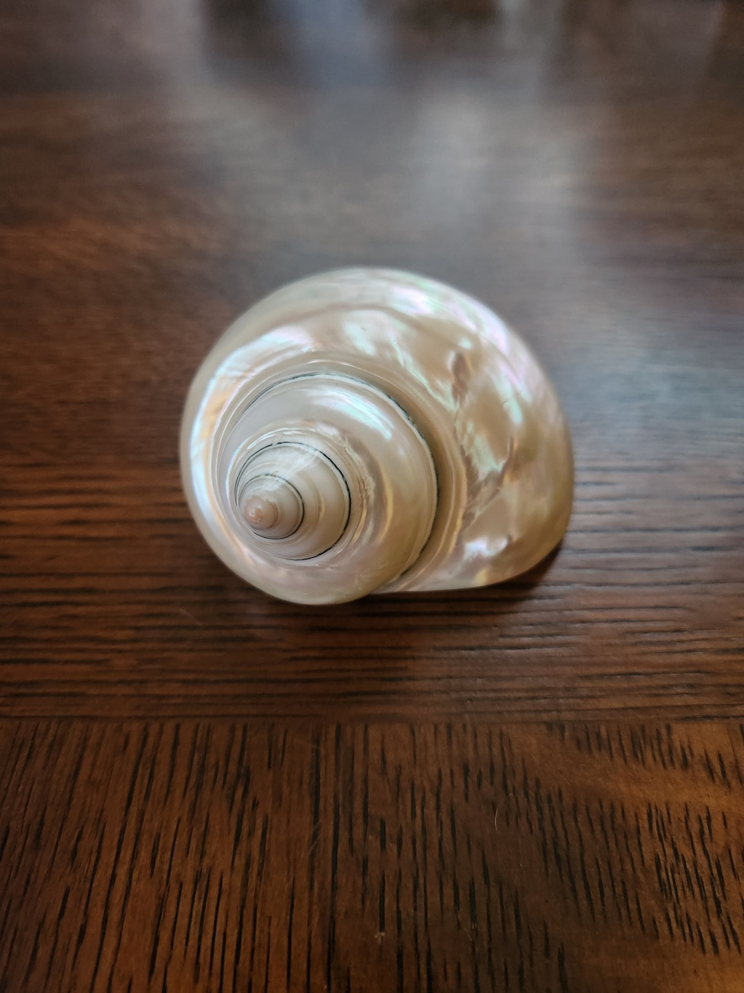 Large Pearl Turbo Shell - Etsy