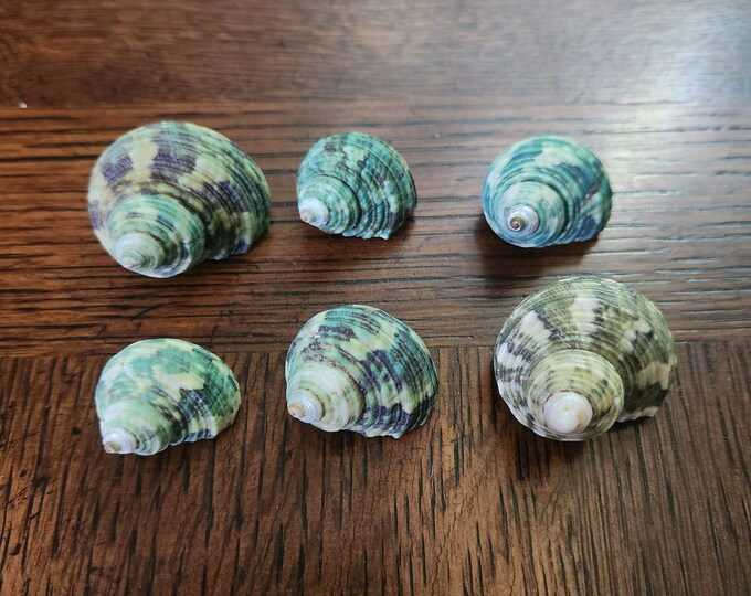 6 Green Turbo Shells - Etsy