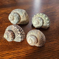 Turbo Shells Pack - Hermit Crab Shell Growth Pack - Etsy
