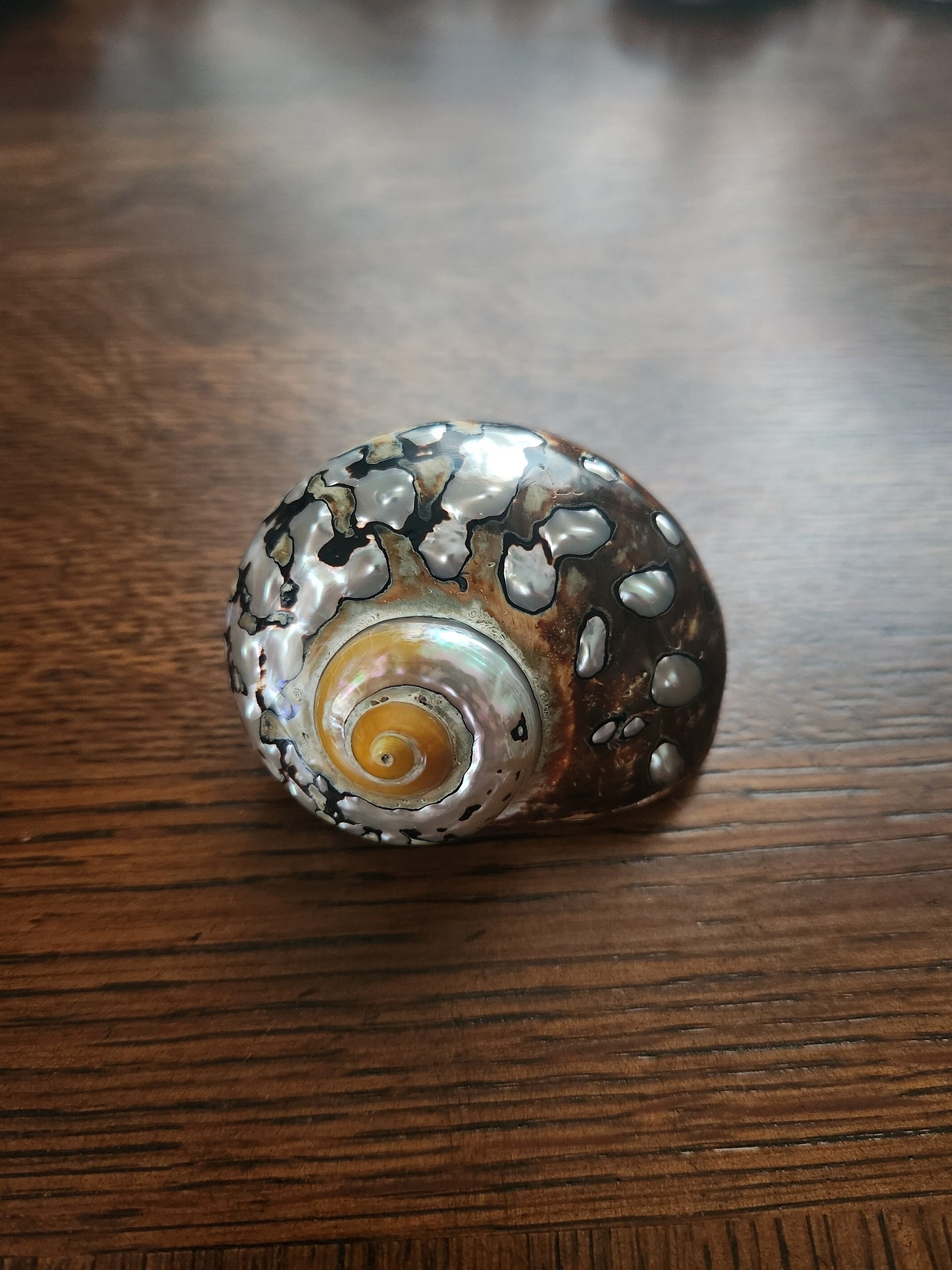 South African Turbo - Etsy