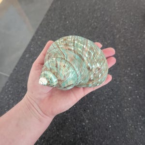 Jumbo Jade Turbo Shell - Etsy