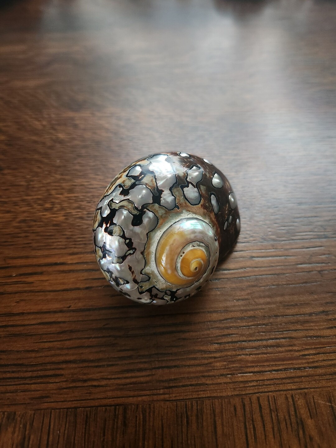 South African Turbo - Etsy