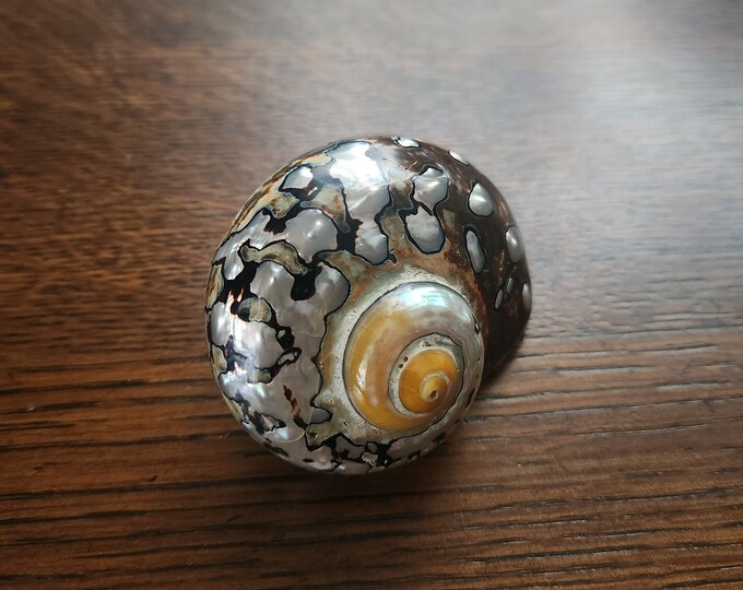 South African Turbo - Etsy