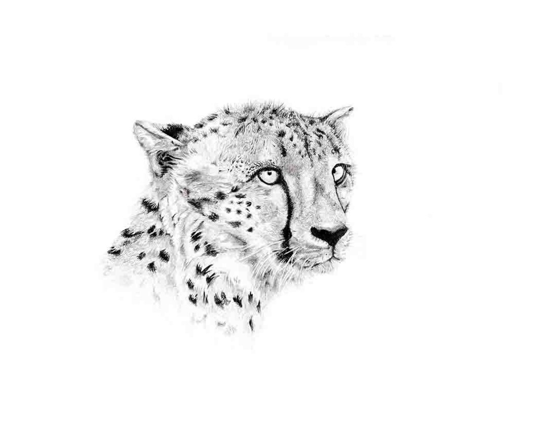 Cheetah - the Fastest Land Animal - Etsy