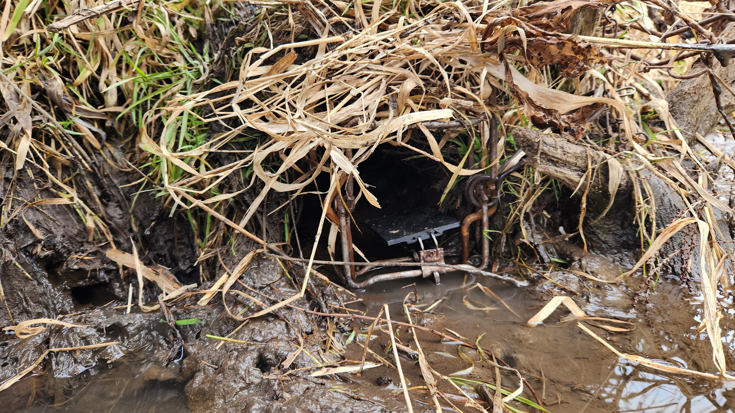 Conibear Trap Pan Trigger Extension - 12 Pack - Etsy