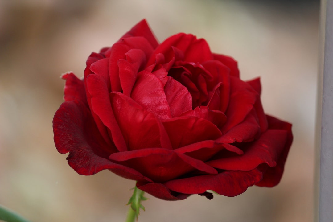 Red Rose Digital Download - Etsy