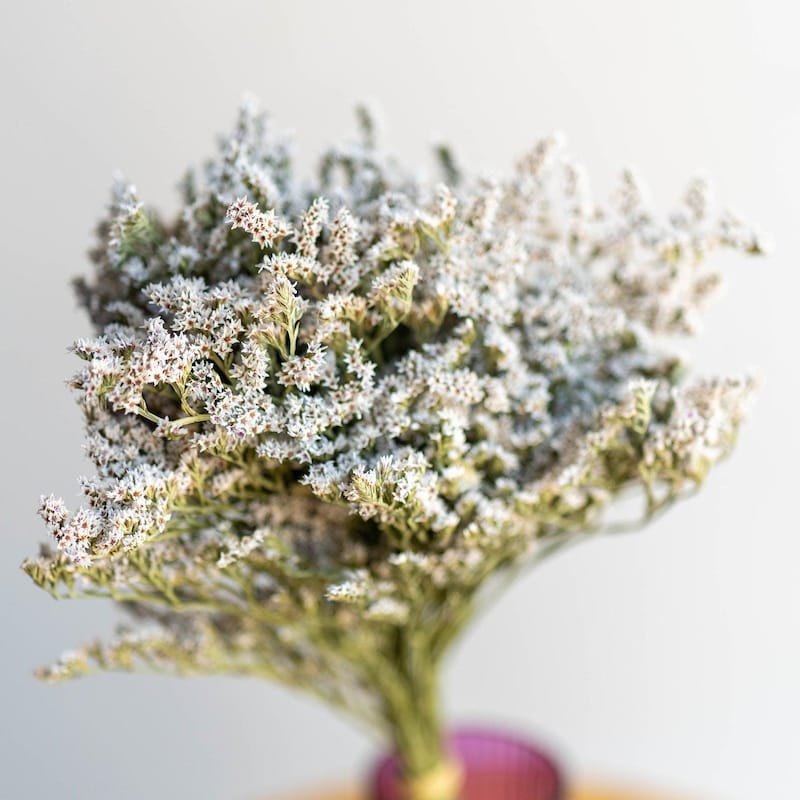 Statice Flowers - Etsy