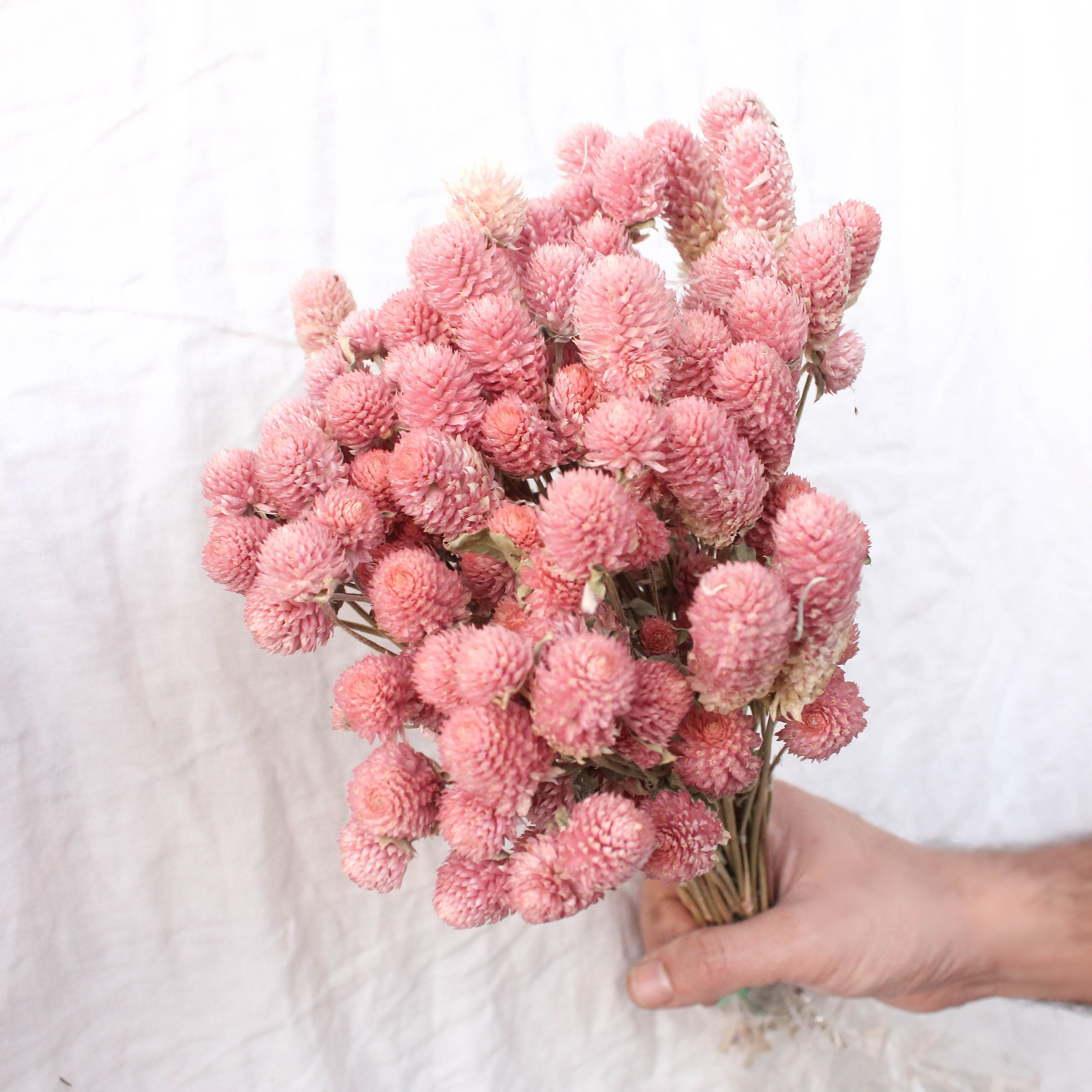 Pink Globe Amaranth / Amaranthus Dried Flowers Gomphrena - Etsy