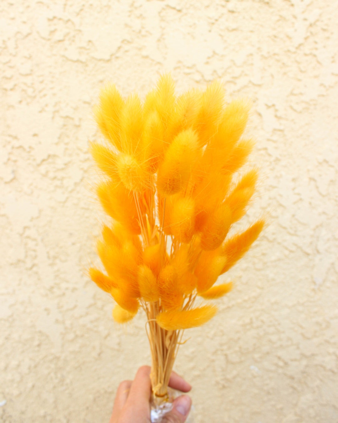 Orange Dried Bunny Tails: Floral Arrangement Filler (50 Heads) - Etsy