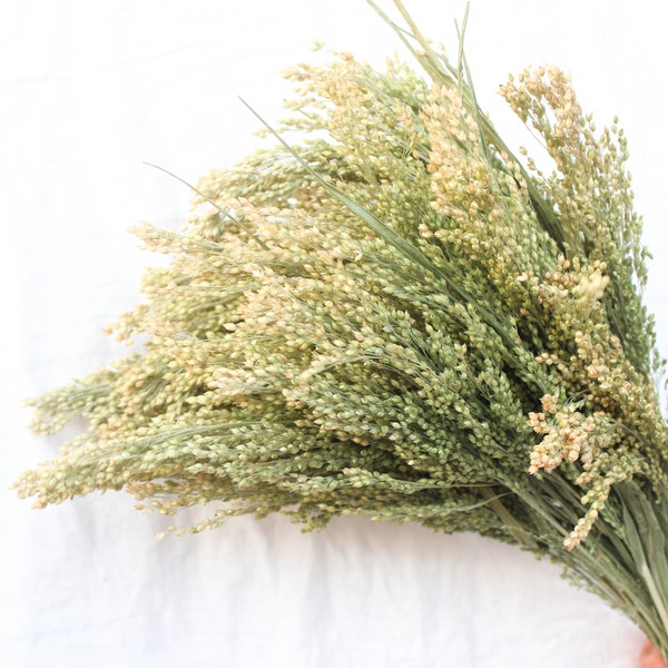 Dried Greenery - Etsy