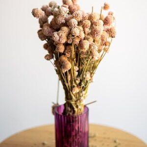 Blush Globe Amaranth / Rose Pink Blush Peach Dried Flowers - Etsy