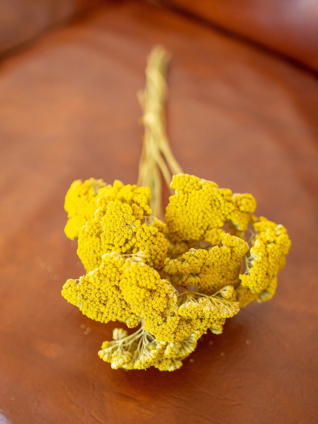 Dried Yellow Yarrow Stems / Golden Achillea / Dried Decoration Floral ...