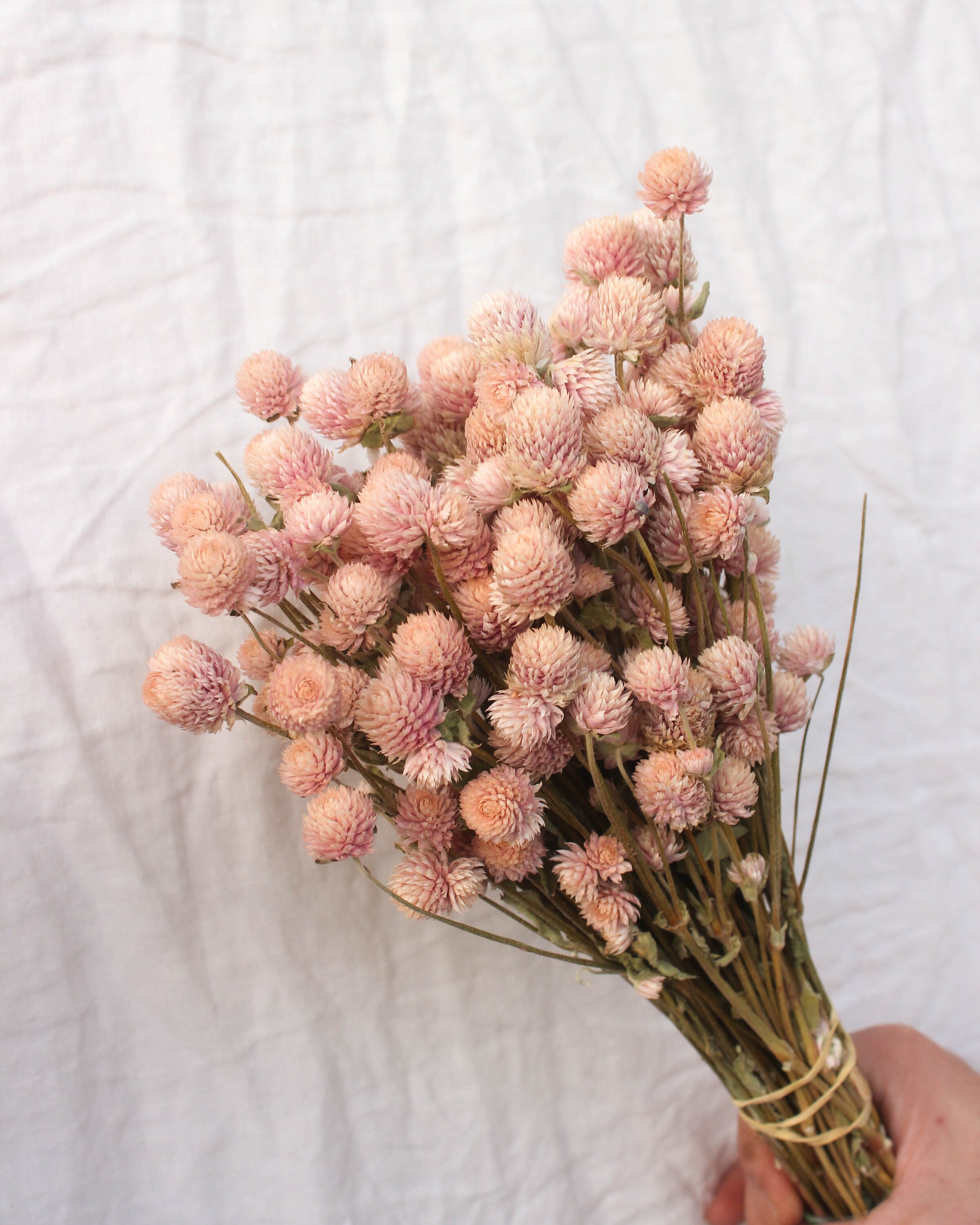 Blush Globe Amaranth / Rose Pink Blush Peach Dried Flowers - Etsy