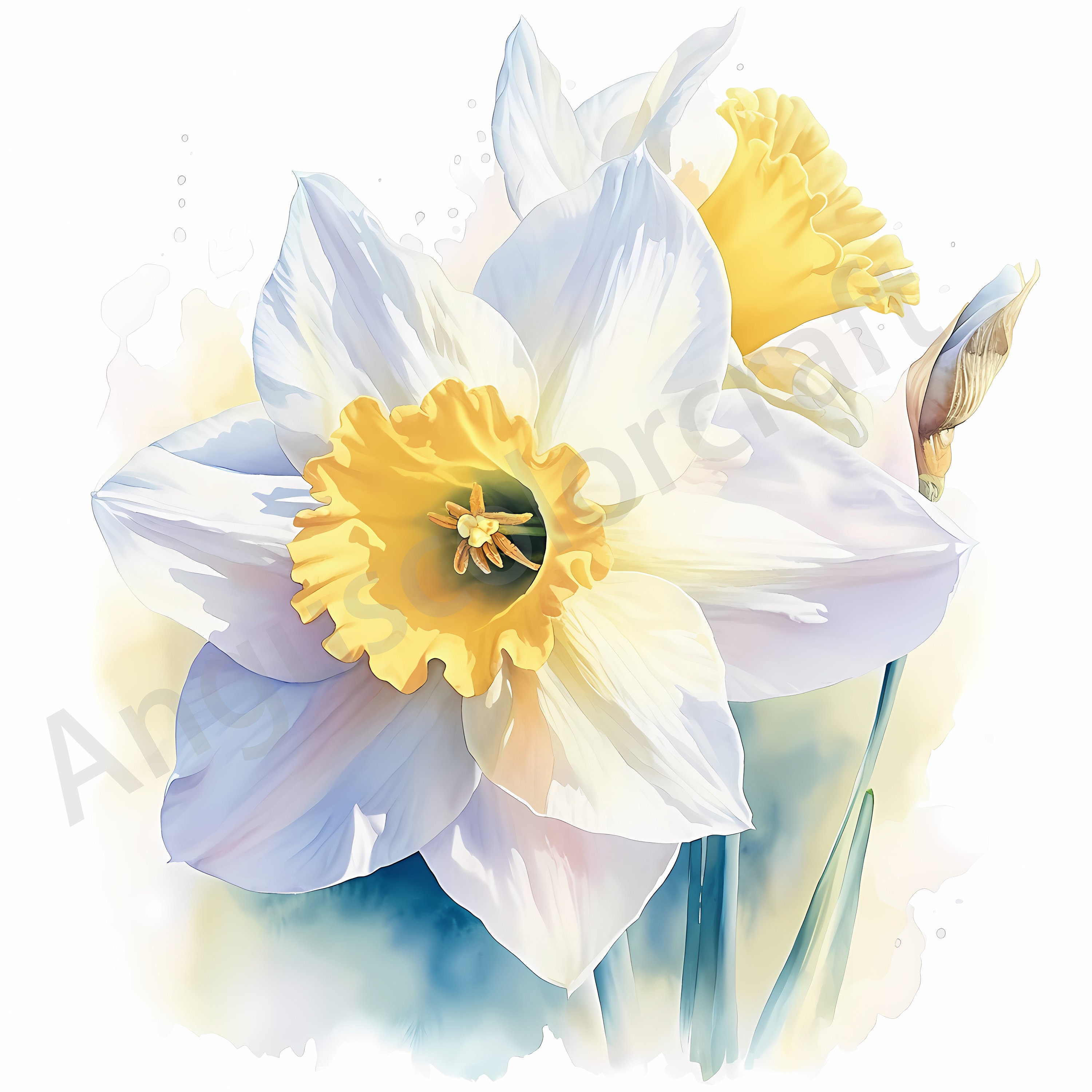 15 Daffodil Watercolor Clipart Bundle, Watercolor Floral Clipart ...
