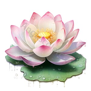 12 Watercolor Lotus Clipart, Water Lilies, Lotus Flower Art, Lotus ...