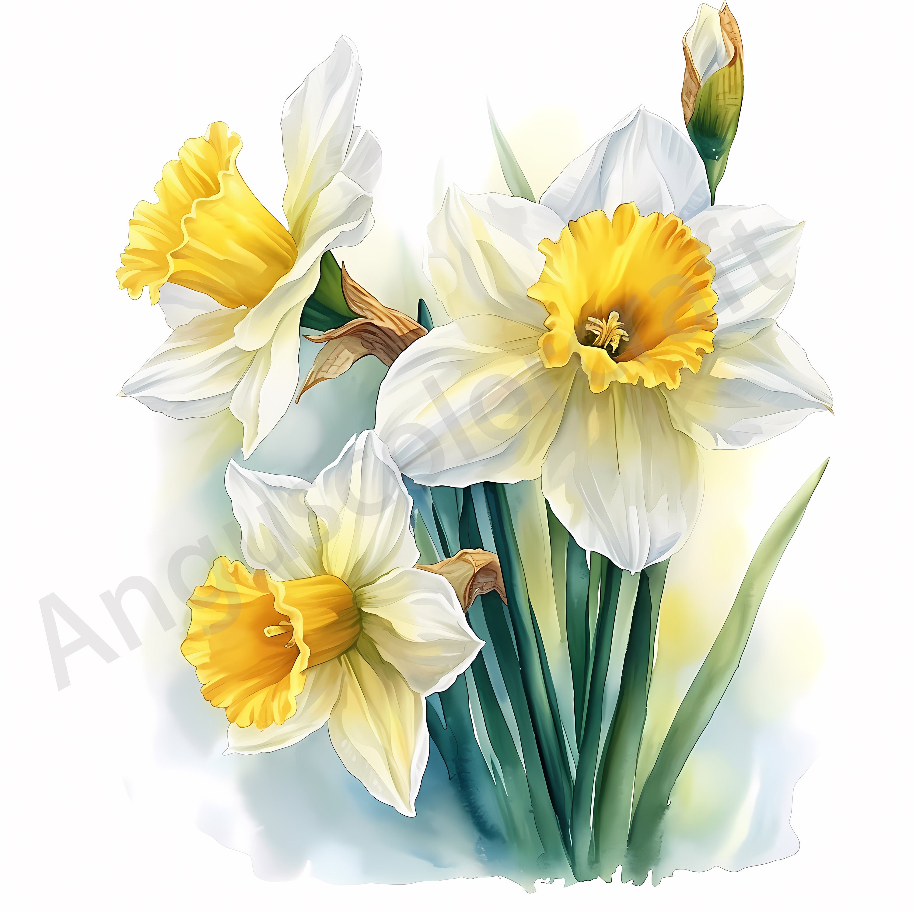 15 Daffodil Watercolor Clipart Bundle, Watercolor Floral Clipart ...