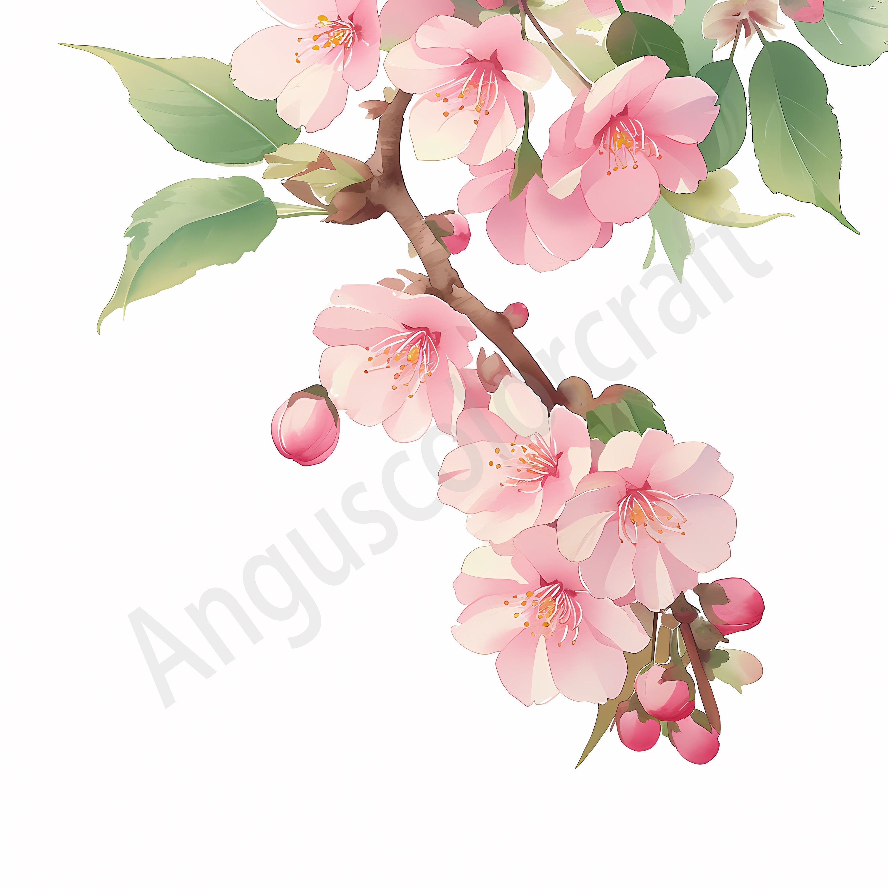 10 Watercolor Cherry Blossom Clipart, Cherry Flower, Sakura Clipart ...