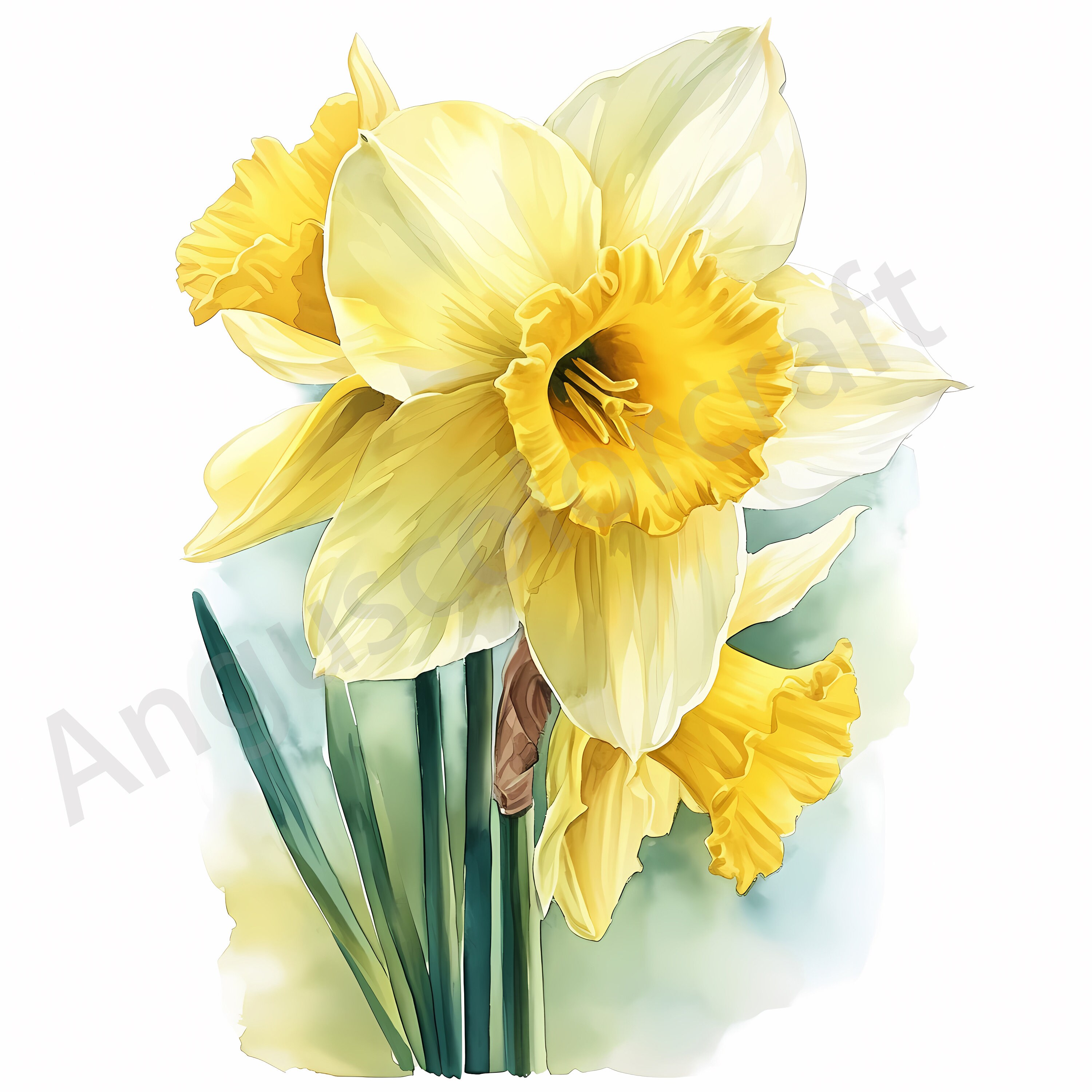 15 Daffodil Watercolor Clipart Bundle, Watercolor Floral Clipart ...