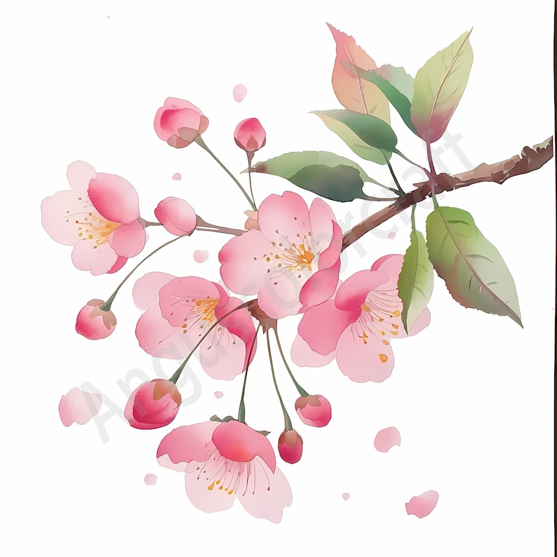 10 Watercolor Cherry Blossom Clipart, Cherry Flower, Sakura Clipart ...